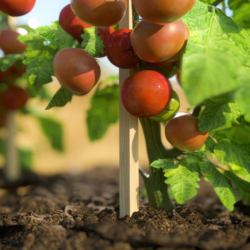 Wooden Garden Stake 6 ft RC86N-BULK | Greenes Fence – Greenes Fence Company