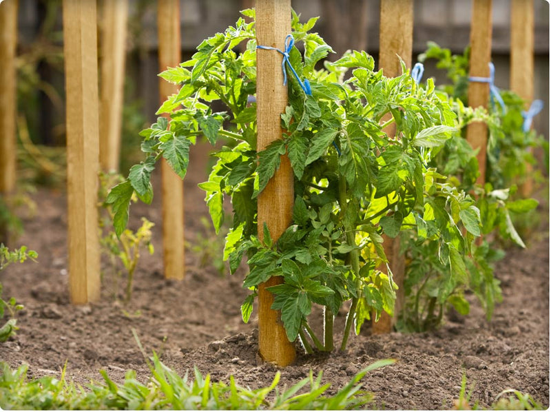 Wooden Garden Stake 5 ft (25 Pack) RC85N-25C | Greenes Fence – Greenes ...