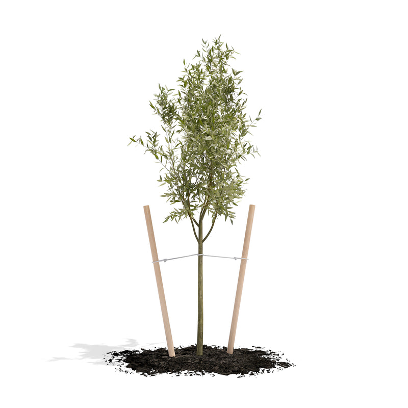 Treated Lodge Pole Tree Stake 8 ft RC80TR8 | Greenes Fence – Greenes ...